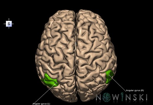 Brain Angular Gyrus