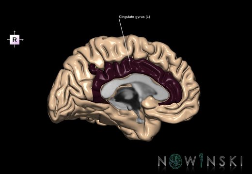 Cingulate Gyrus
