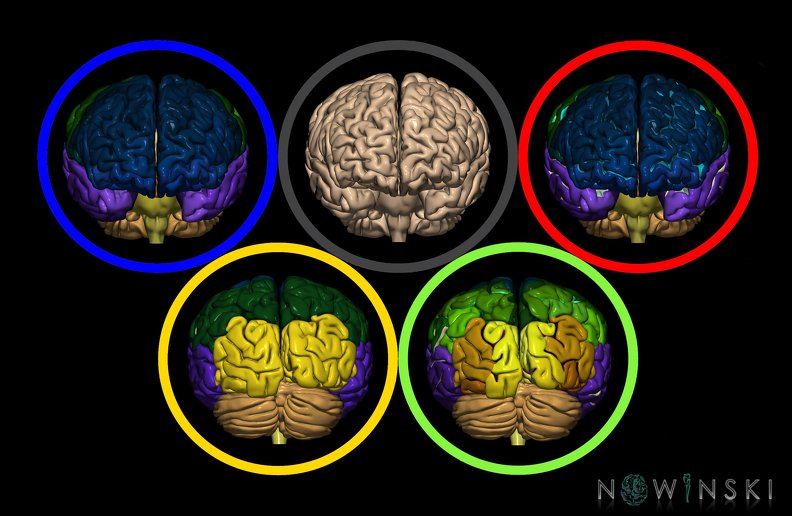 nBIG / G12 / ArtisticBrain | NOWinBRAIN – Nowinski Brain Image Gallery ...